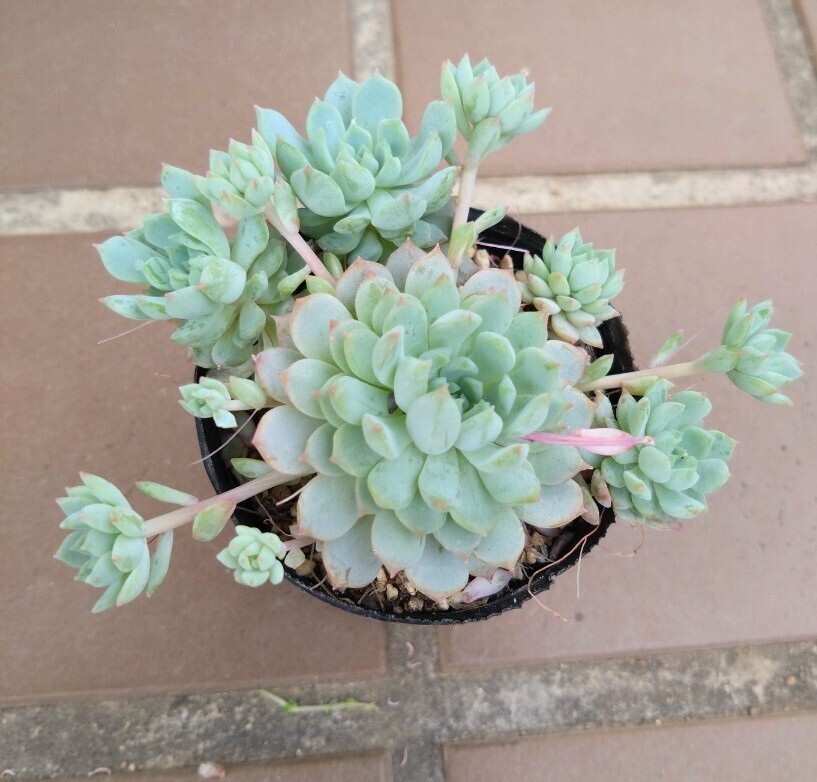 Yahoo!オークション - 多肉植物 ピンクローサ