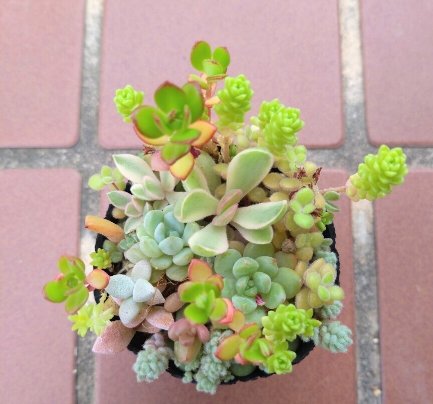 Yahoo!オークション - ⑨ 多肉植物 エケベリア セダム 寄せ植え 盛合せ