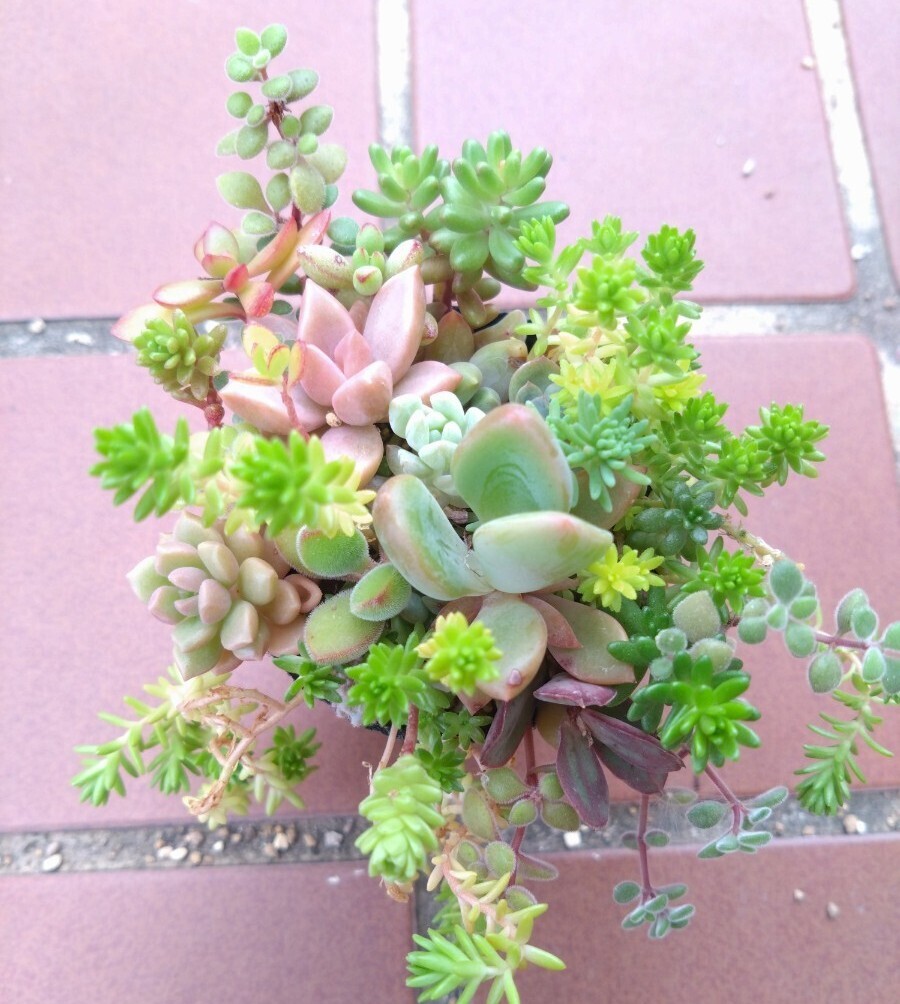 Yahoo!オークション - 19 多肉植物 エケベリア セダム 寄せ植え 盛合せ...