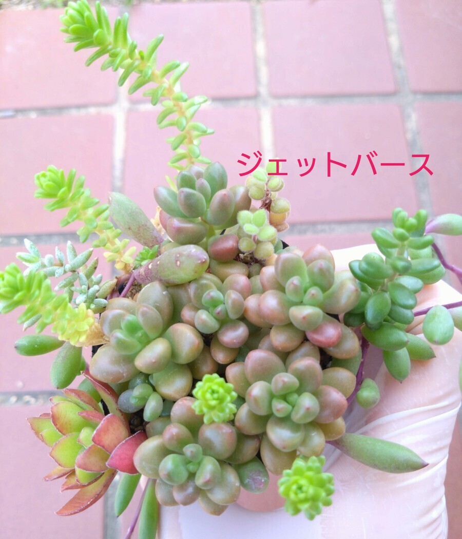 Yahoo!オークション - ⑤ 多肉植物 エケベリア セダム 寄せ植え 盛合せ