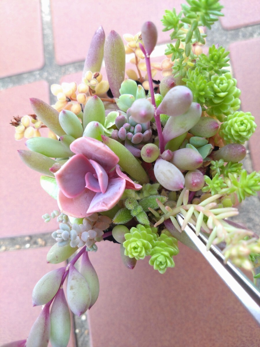 Yahoo!オークション - ⑧ 多肉植物 エケベリア セダム 寄せ植え 盛合せ