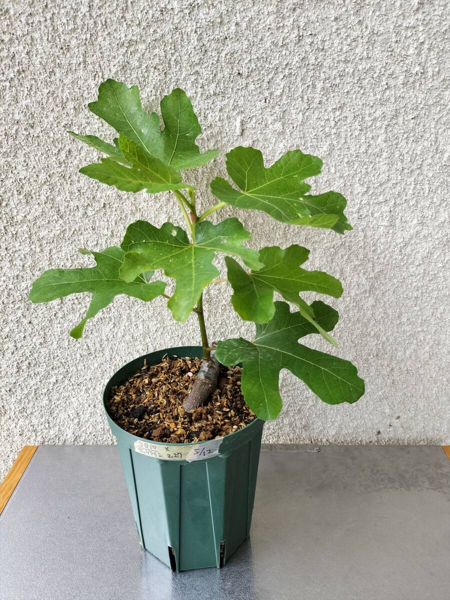 Yahoo!オークション - Black Beauty 10 (BB10） いちじく イチジク 苗...