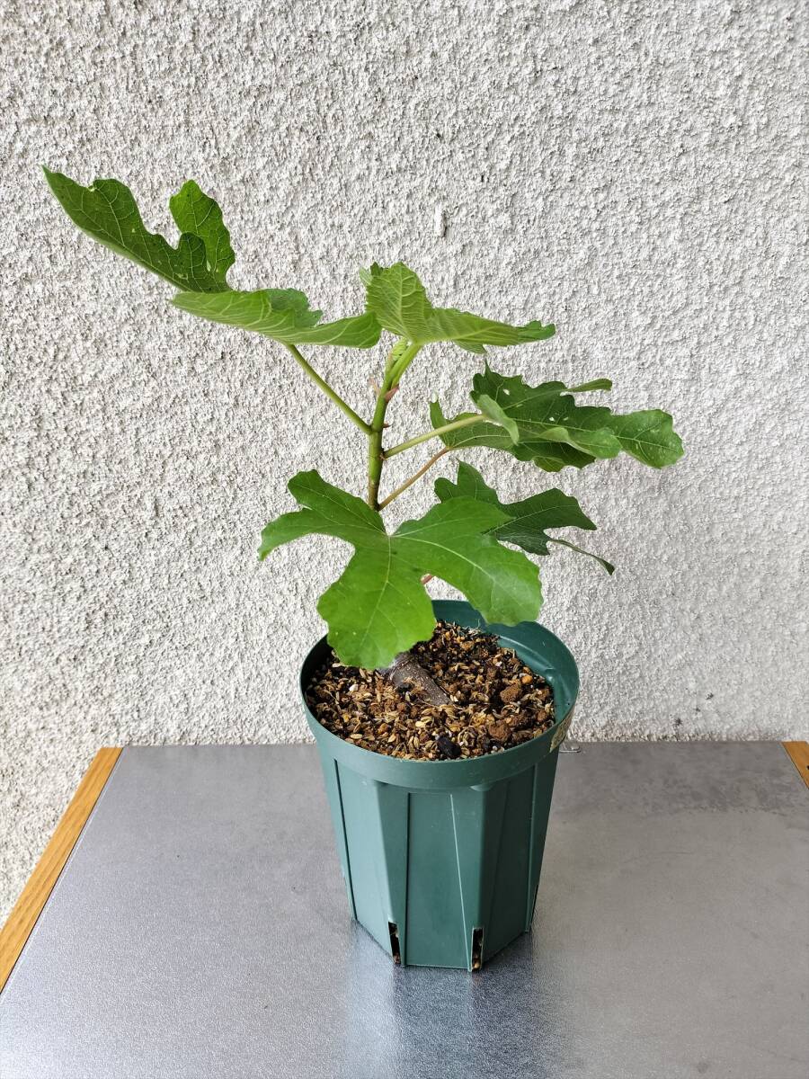 Yahoo!オークション - Black Beauty 10 (BB10） いちじく イチジク 苗...