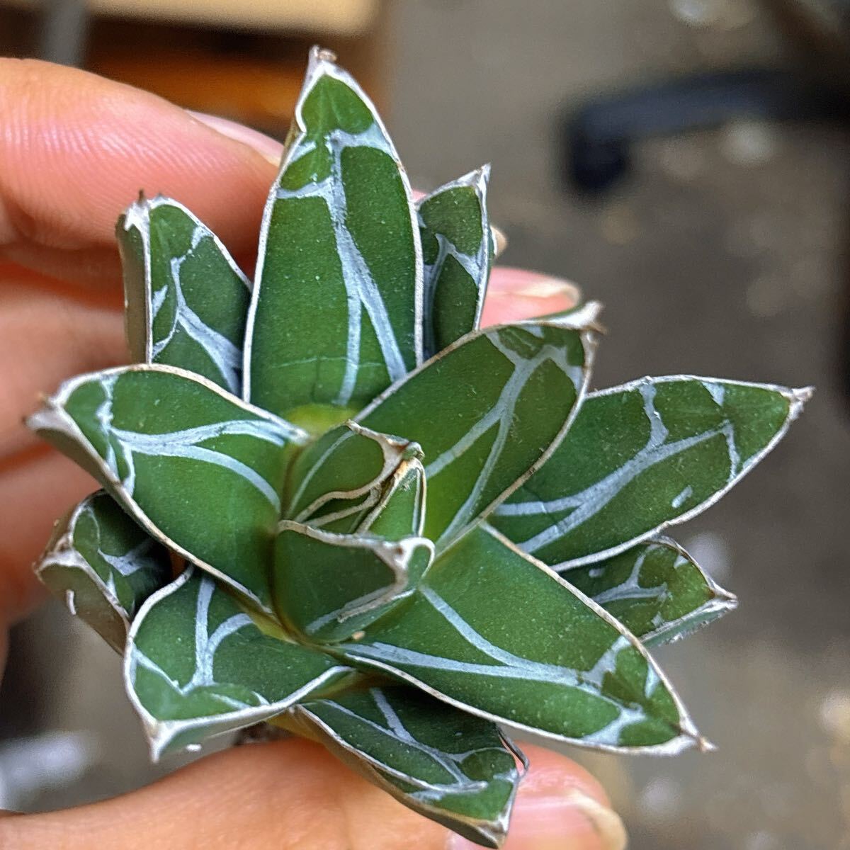 Yahoo!オークション - Y85 アガベ 王妃乱れ雪錦世の雪極上錦