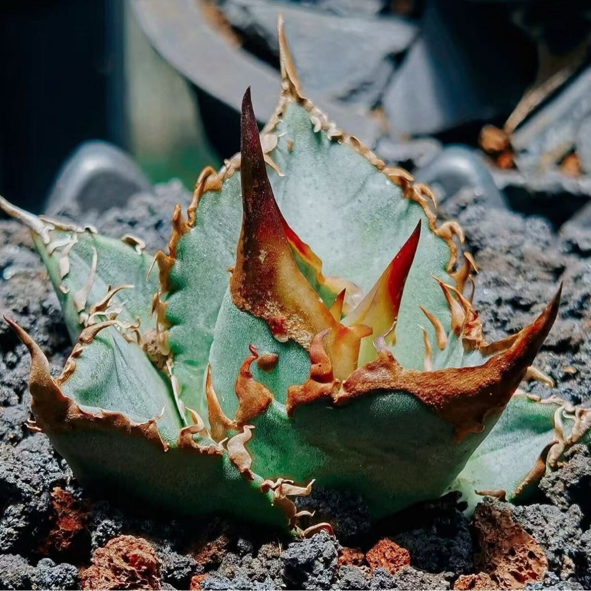 Yahoo!オークション - D29 アガベ チタノタ シルバーシャークソード