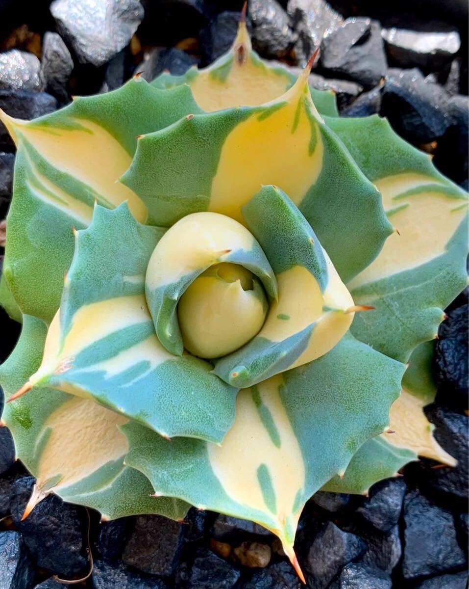 Yahoo!オークション - Y83 クイーントール アガベ [王妃雷神 黄中斑]