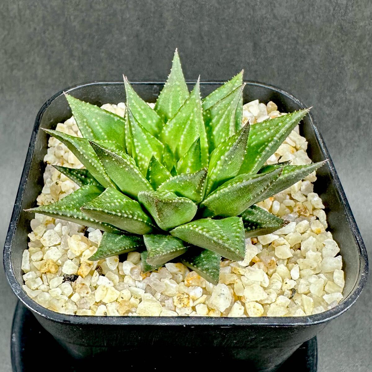 Yahoo!オークション - Ruchia 23R 実生(未繁殖) ハオルチア Haworthia ...
