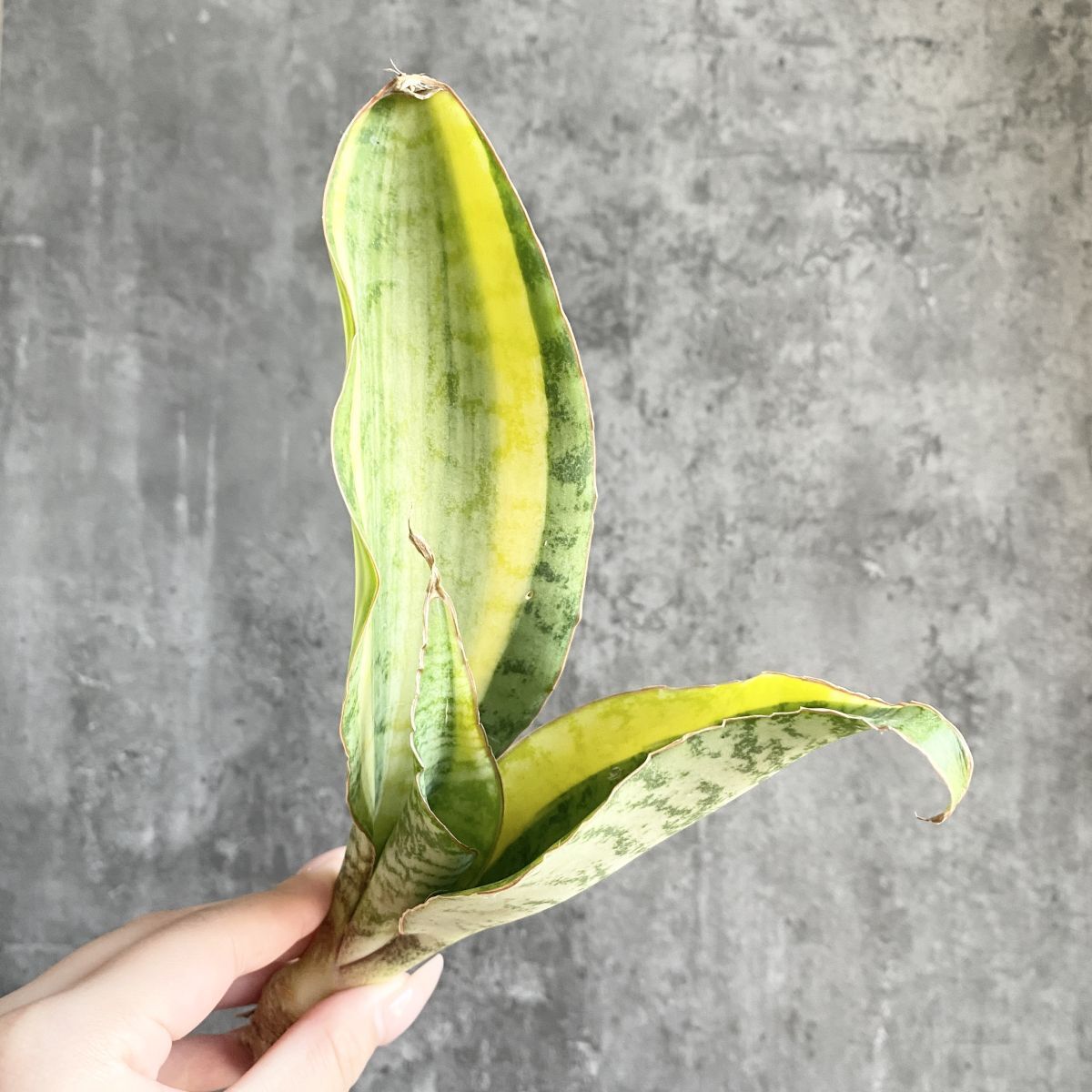 Yahoo!オークション - 【S5062】超希少 【極上S級斑入り株 】サンスベ...