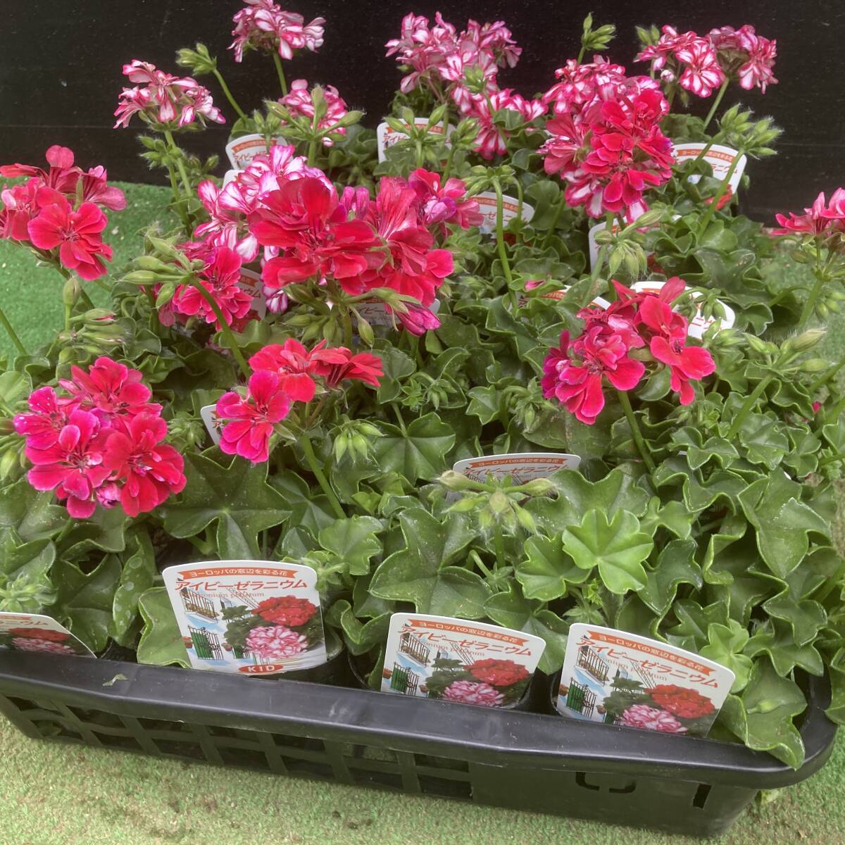 Yahoo!オークション - 季節のガーデニング 数量4 アイビーゼラニウム ...