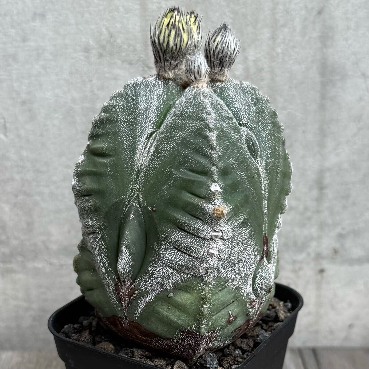 Yahoo!オークション - Astrophytum myriostigma 肋骨ランポー / アスト...