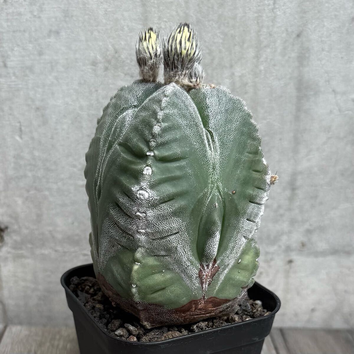 Yahoo!オークション - Astrophytum myriostigma 肋骨ランポー / アスト...