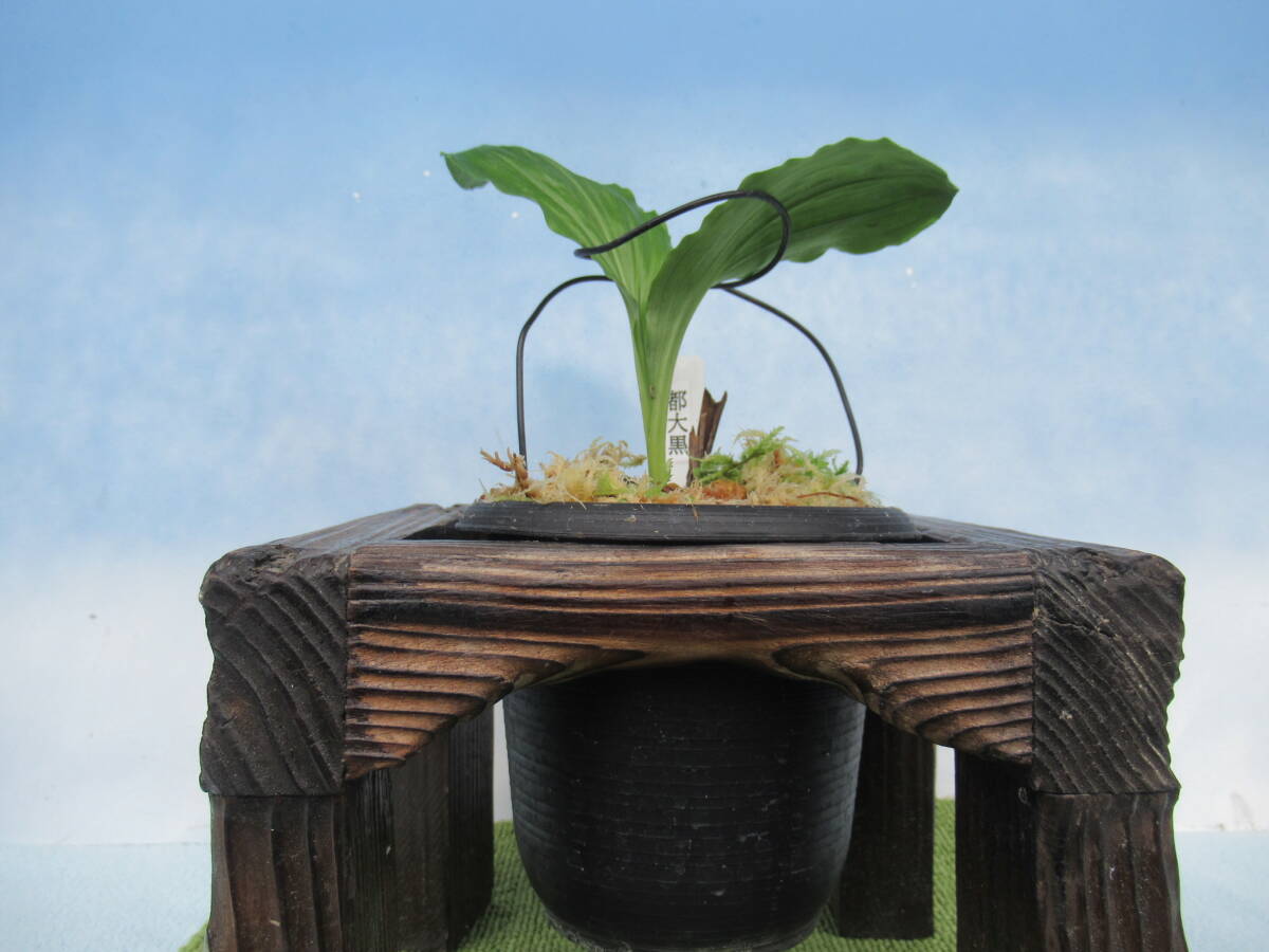 Yahoo!オークション - えびね蘭・・【 都大黒 】・・エビネラン