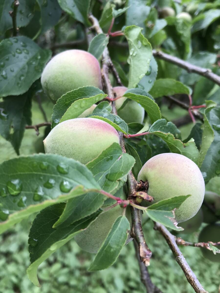 Yahoo!オークション - 梅 青梅 紅瑛 サイズL〜3L 1kg