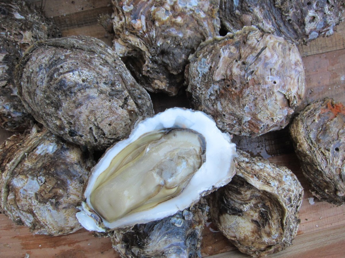 Yahoo!オークション - 6箱 生食用「岩牡蠣3L-2kg」【天然物】生きたま...