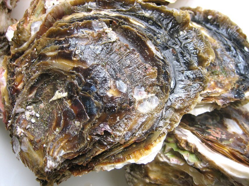 Yahoo!オークション - 3箱 生食用「岩牡蠣2L-2kg」【天然物】生きたま...