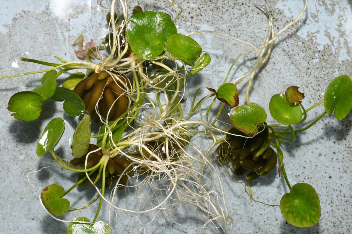 Yahoo!オークション - 自家栽培・バナナプラント 5株 Z7 現物 無農薬 ...