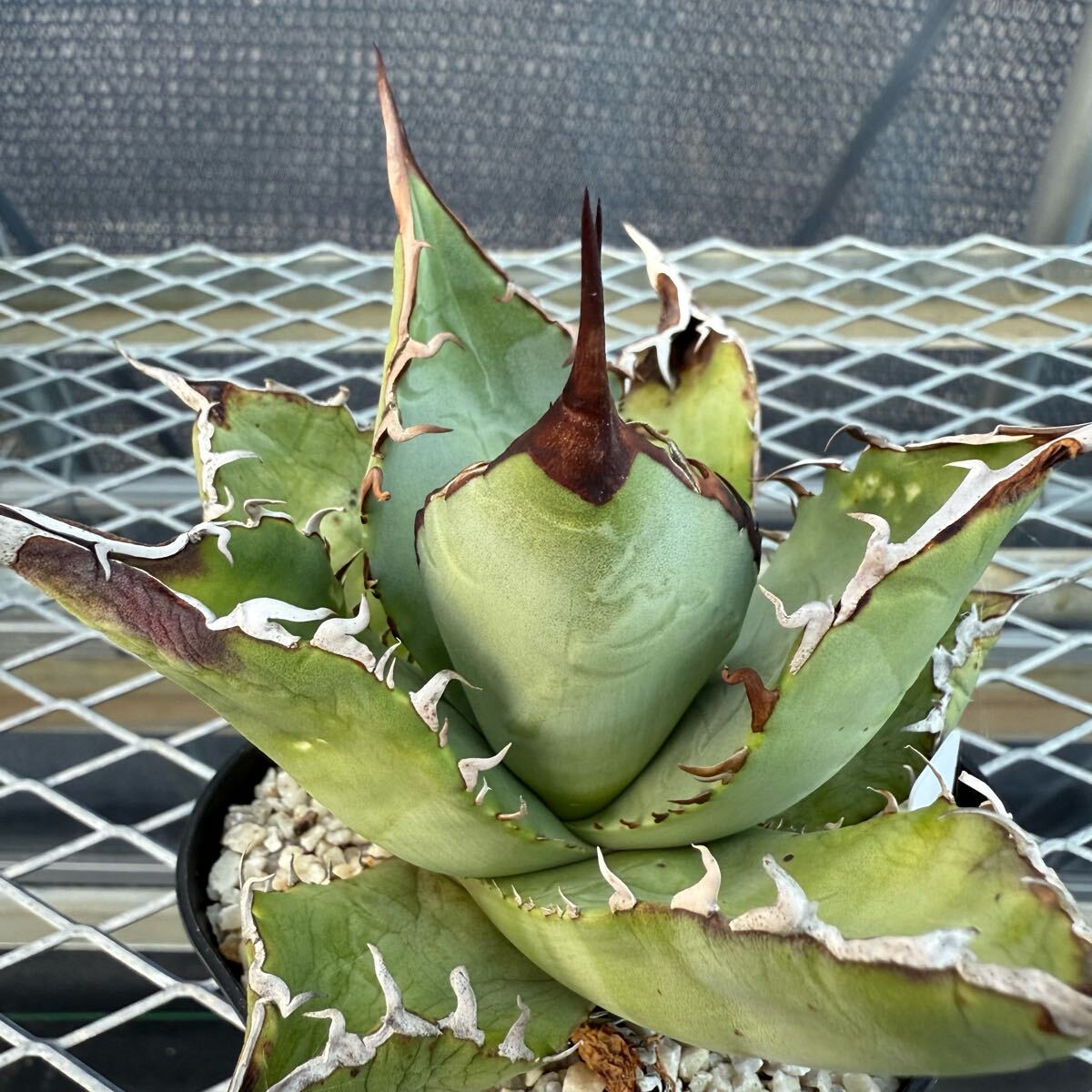 Yahoo!オークション - 2 Agave oteroi Iran seeding アガベ オテロイ ...