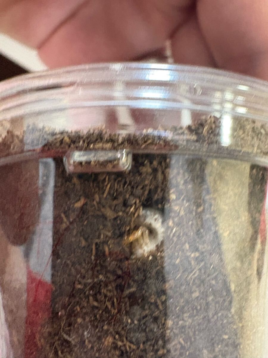 Yahoo!オークション - ヘラクレスリッキー幼虫【WF1】