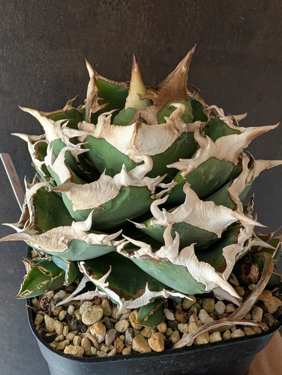 Yahoo!オークション - 【AGAVE TITANOTA LIZE血統 清桜】清櫻 アガベ ...