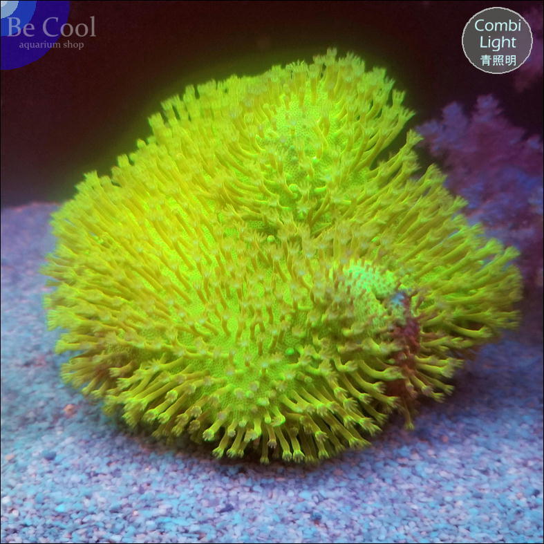 Yahoo!オークション - P46 ウミキノコ（9cm前後）