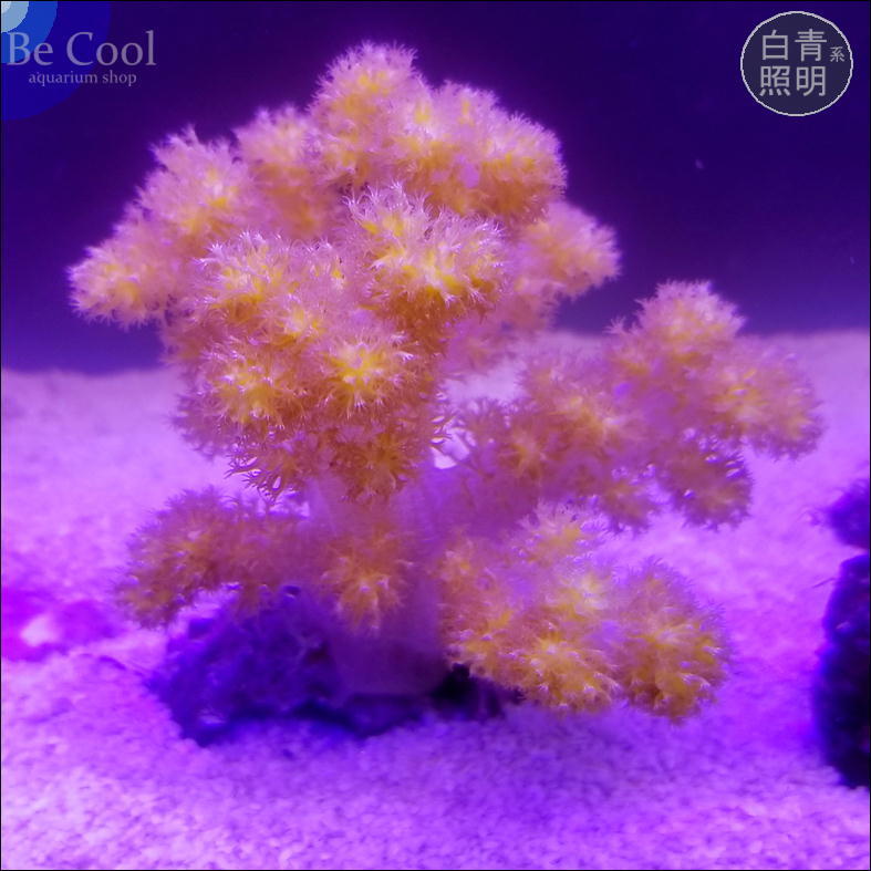 Yahoo!オークション - P48 キバナトサカ（8cm前後）