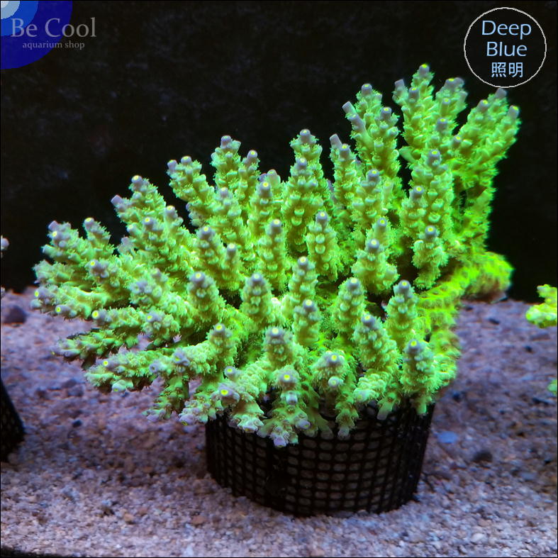 Yahoo!オークション - R36 ウスエダミドリイシ（12cm前後）