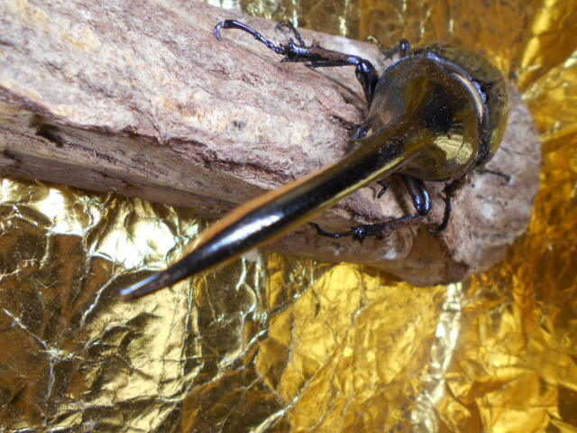 Yahoo!オークション - DHヘラクレス158♂・60UP♀ペア