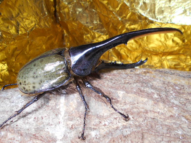 Yahoo!オークション - DHヘラクレス158♂・60UP♀ペア