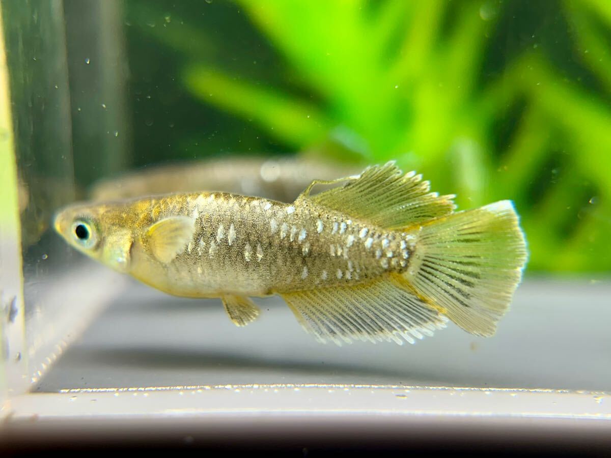 Yahoo!オークション - フロマージュ光体型 1ペア+メス 現物出品 slime...