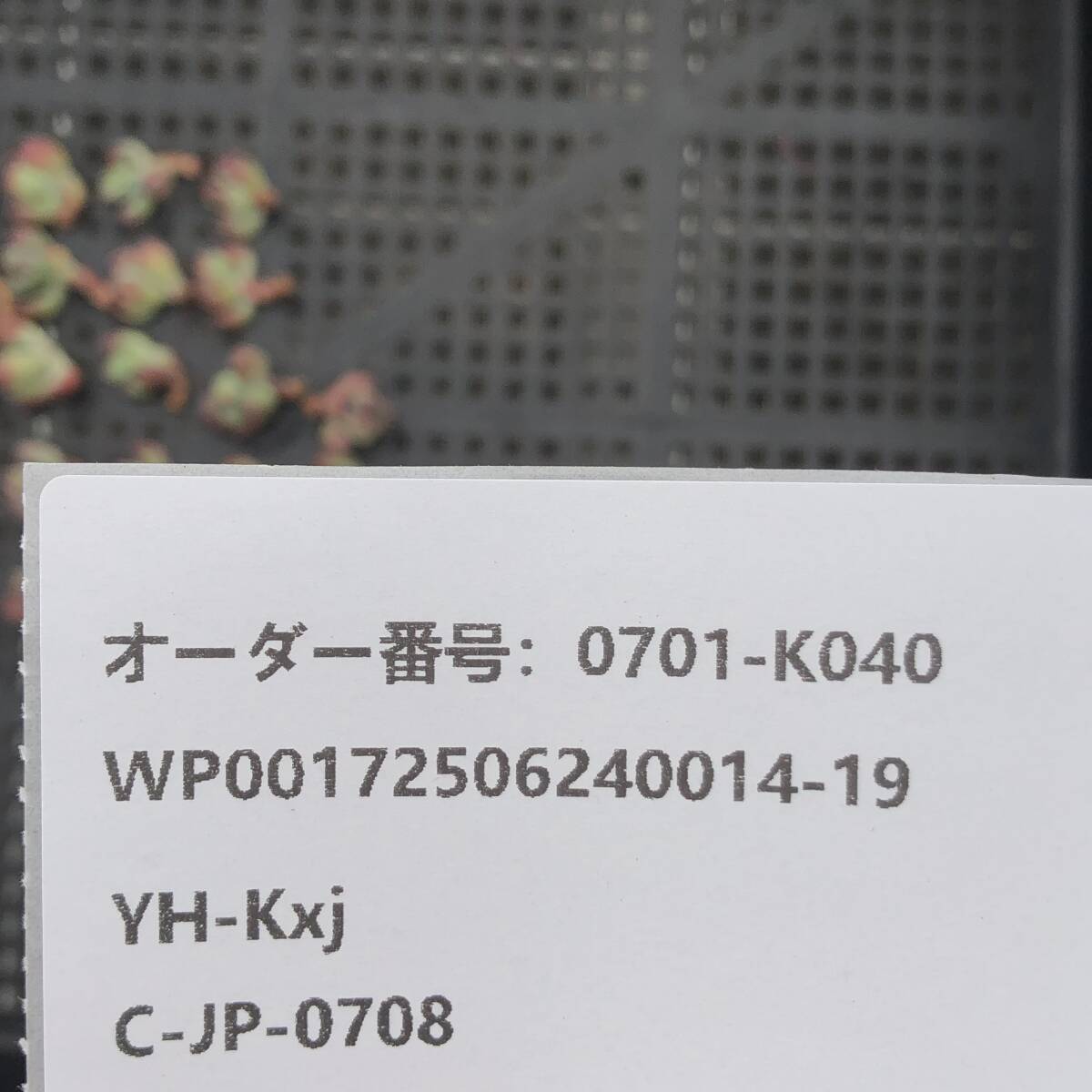 Yahoo!オークション - エケベリア22個 0701-K040 コミックトム 多肉植...