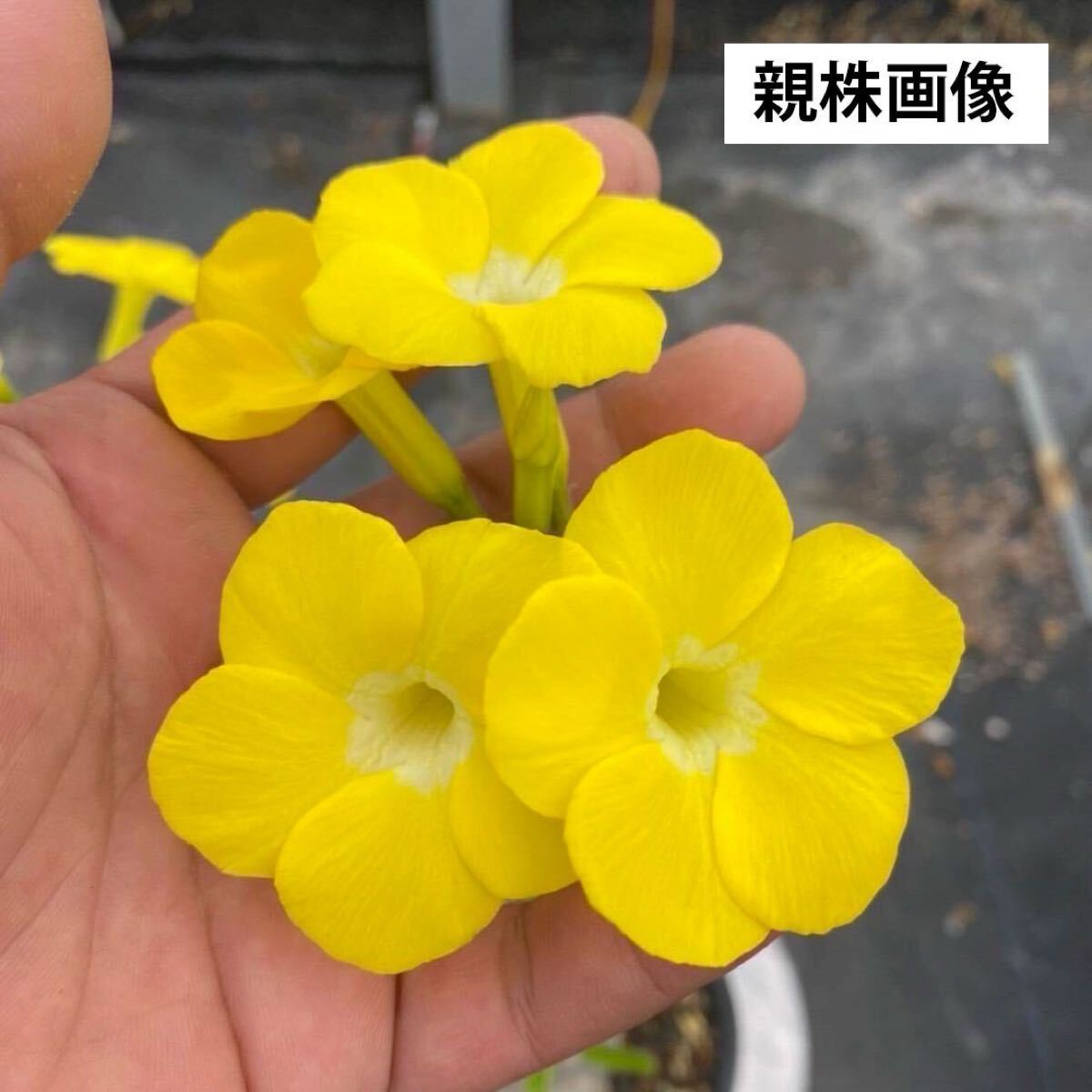 Yahoo!オークション - GM7. Pachypodium bicolor / パキポディウム ビ...