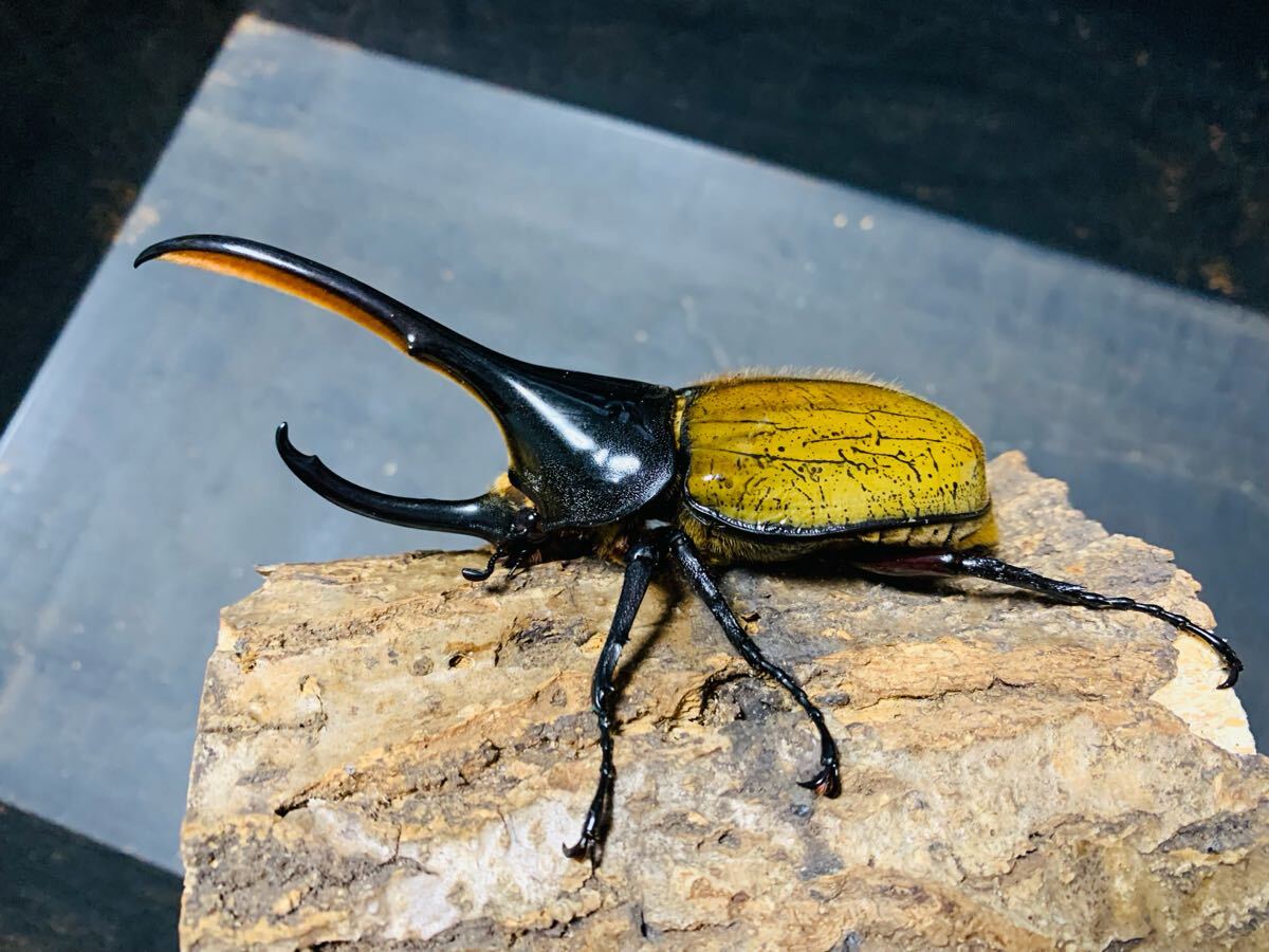 Yahoo!オークション - ♂128.74㎜ ヘラクレスパスコアリ 成虫1頭 CBF1