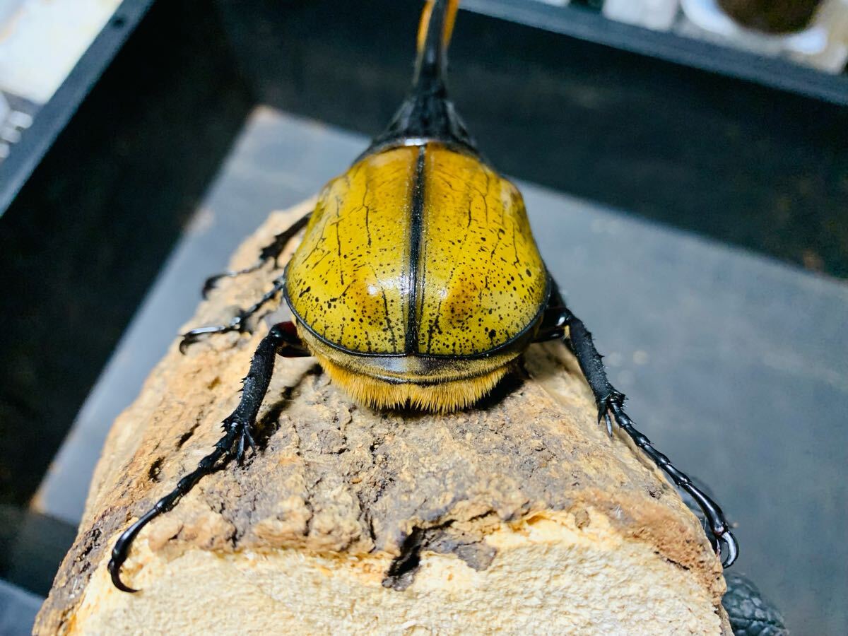 Yahoo!オークション - ♂128.74㎜ ヘラクレスパスコアリ 成虫1頭 CBF1