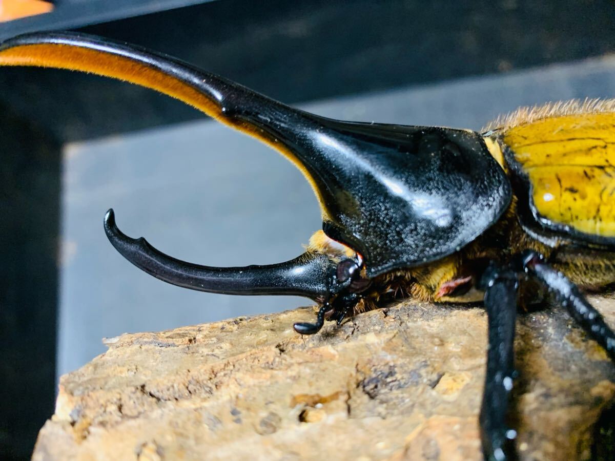 Yahoo!オークション - ♂128.74㎜ ヘラクレスパスコアリ 成虫1頭 CBF1