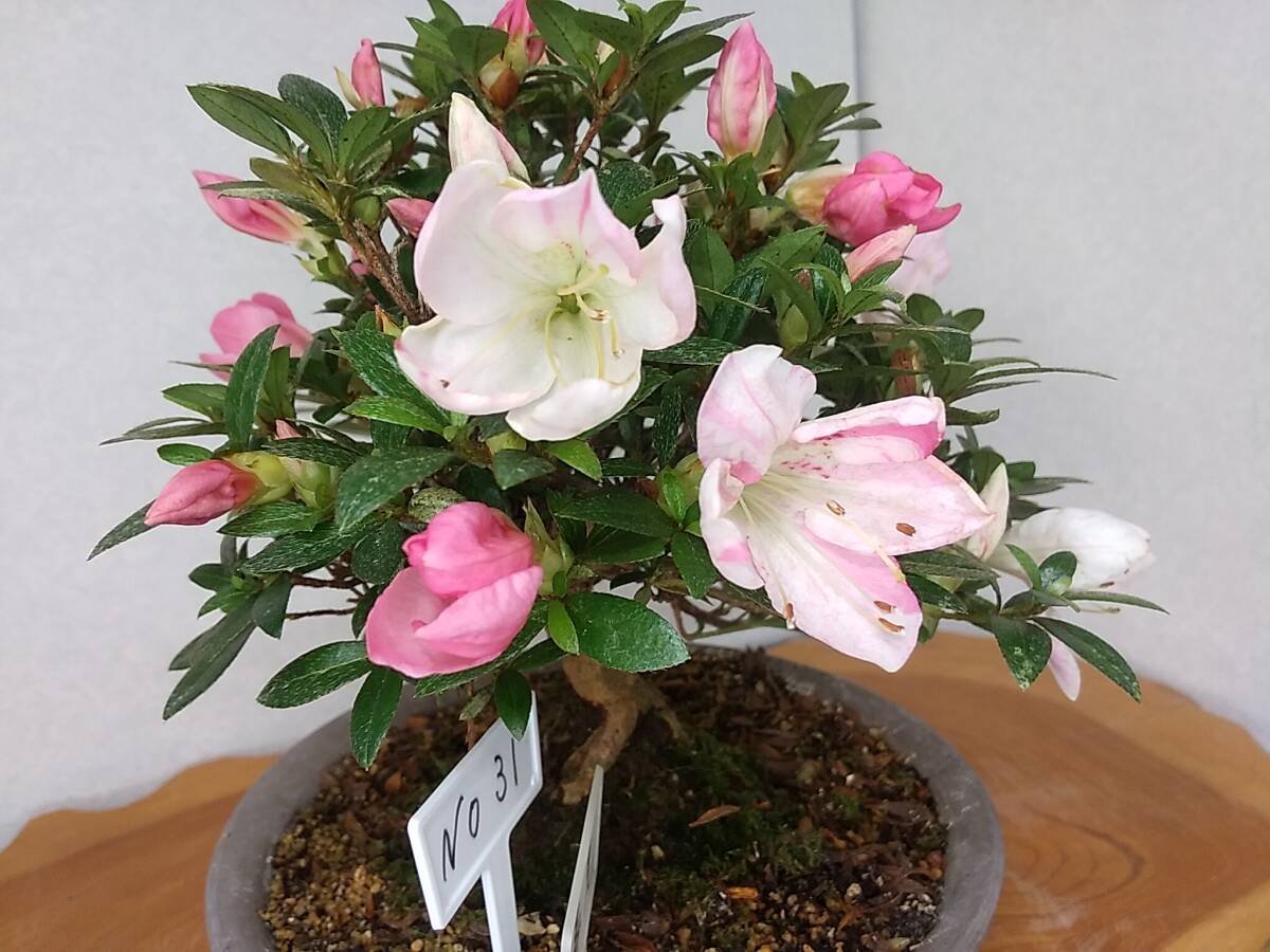 Yahoo!オークション - さつき 盆栽 皐月 寿光（じゅこう） №31