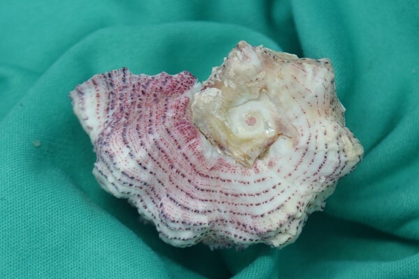 Yahoo!オークション - 0754 『ヒラマキカタベ』『32x22 h15（5g）』『