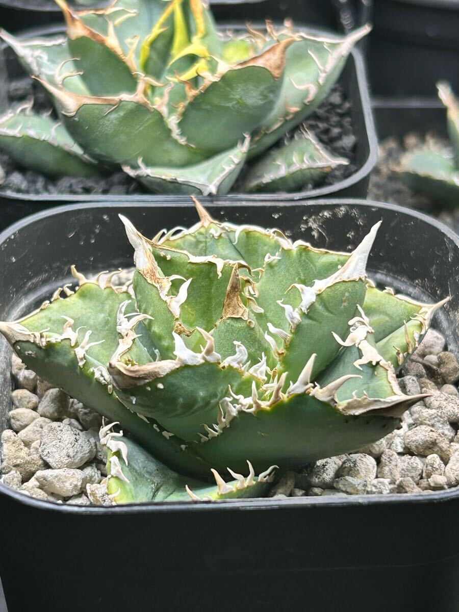 Yahoo!オークション - アガベ 皇冠（クラウン）LIZE血統 子株】優良血...