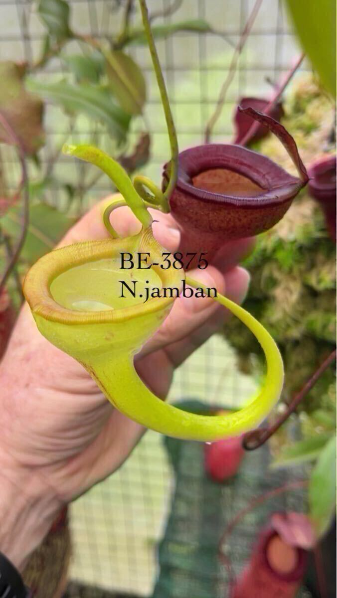 Yahoo!オークション - タマン祭りSALE開催中 BE-3875 N.jamban ウツボ...