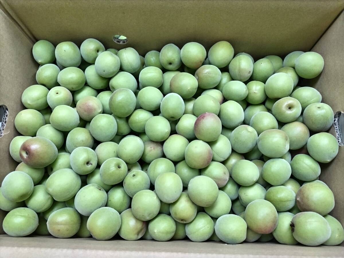 Yahoo!オークション - 青梅 紀州みなべ産 5Kg 2Lサイズ 傷少し有り