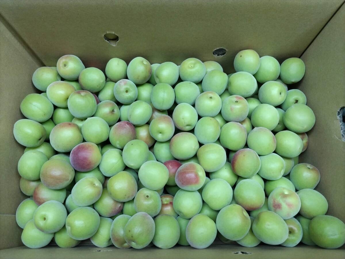 Yahoo!オークション - 青梅 紀州みなべ産 5Kg 2Lサイズ 傷少し有り