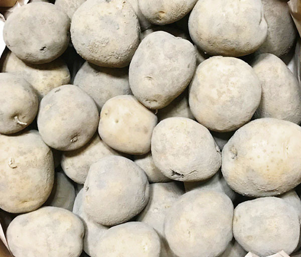 Yahoo!オークション - 自然栽培 片栗粉（いやしの澱粉 ）600g(300gX2...