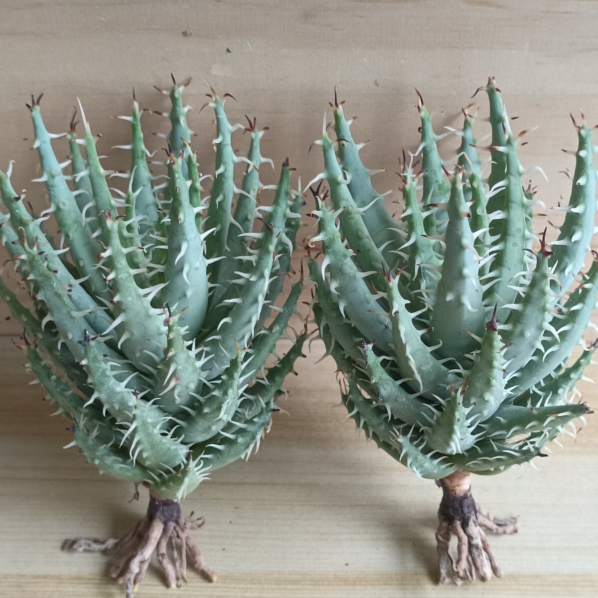 Yahoo!オークション - F534 特選 アロエ エリナケア ドワーフタイプ 3...