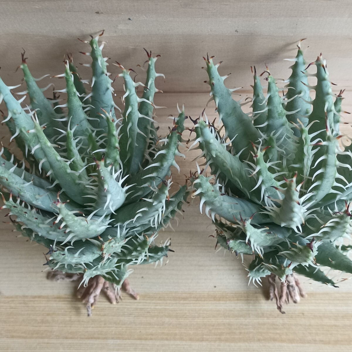 Yahoo!オークション - F534 特選 アロエ エリナケア ドワーフタイプ 3...