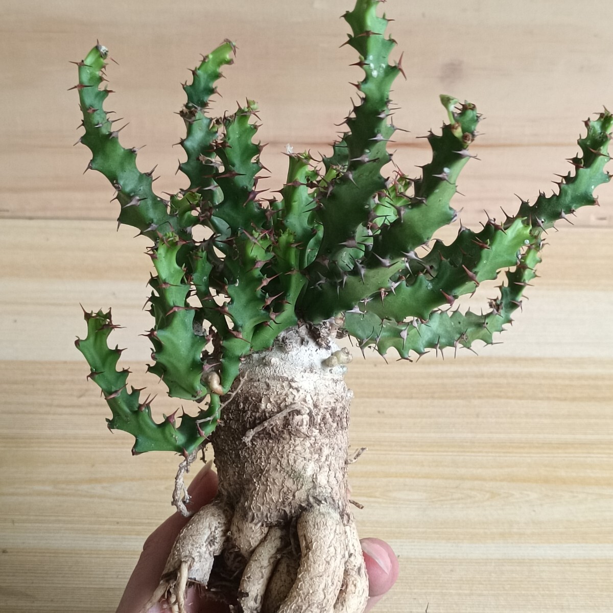 Yahoo!オークション - F604 塊根 怪奇植物 ユーフォルビア・デシドゥア...