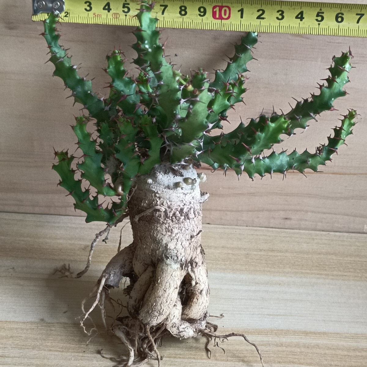 Yahoo!オークション - F604 塊根 怪奇植物 ユーフォルビア・デシドゥア...