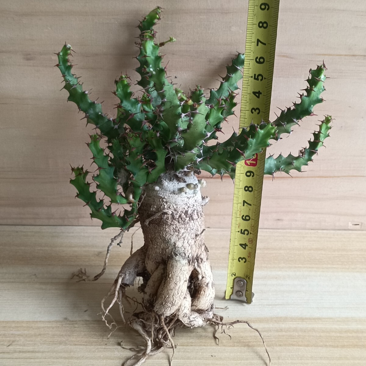 Yahoo!オークション - F604 塊根 怪奇植物 ユーフォルビア・デシドゥア...