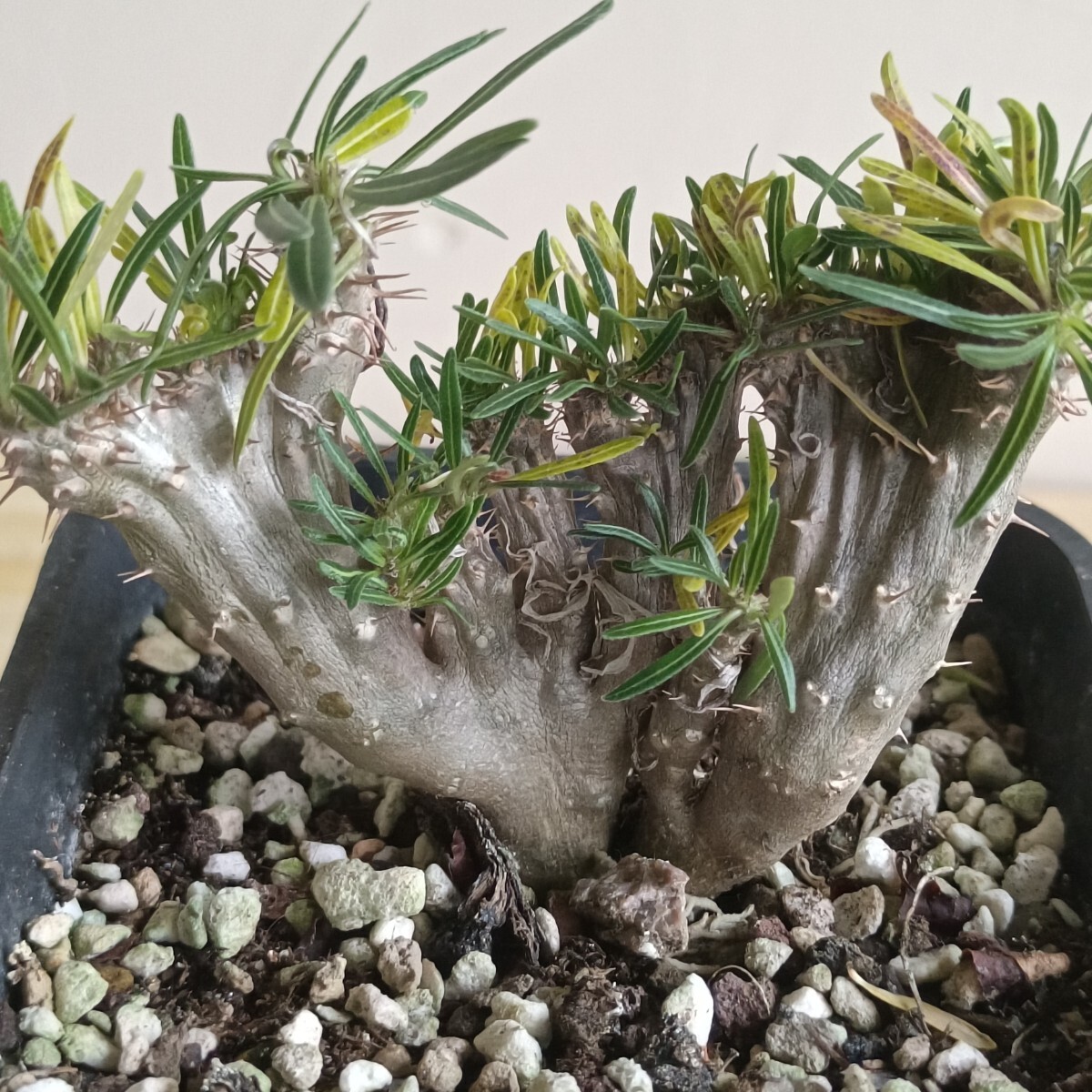 Yahoo!オークション - F695 珍奇塊根植物 パキポディウム グラキリス ...