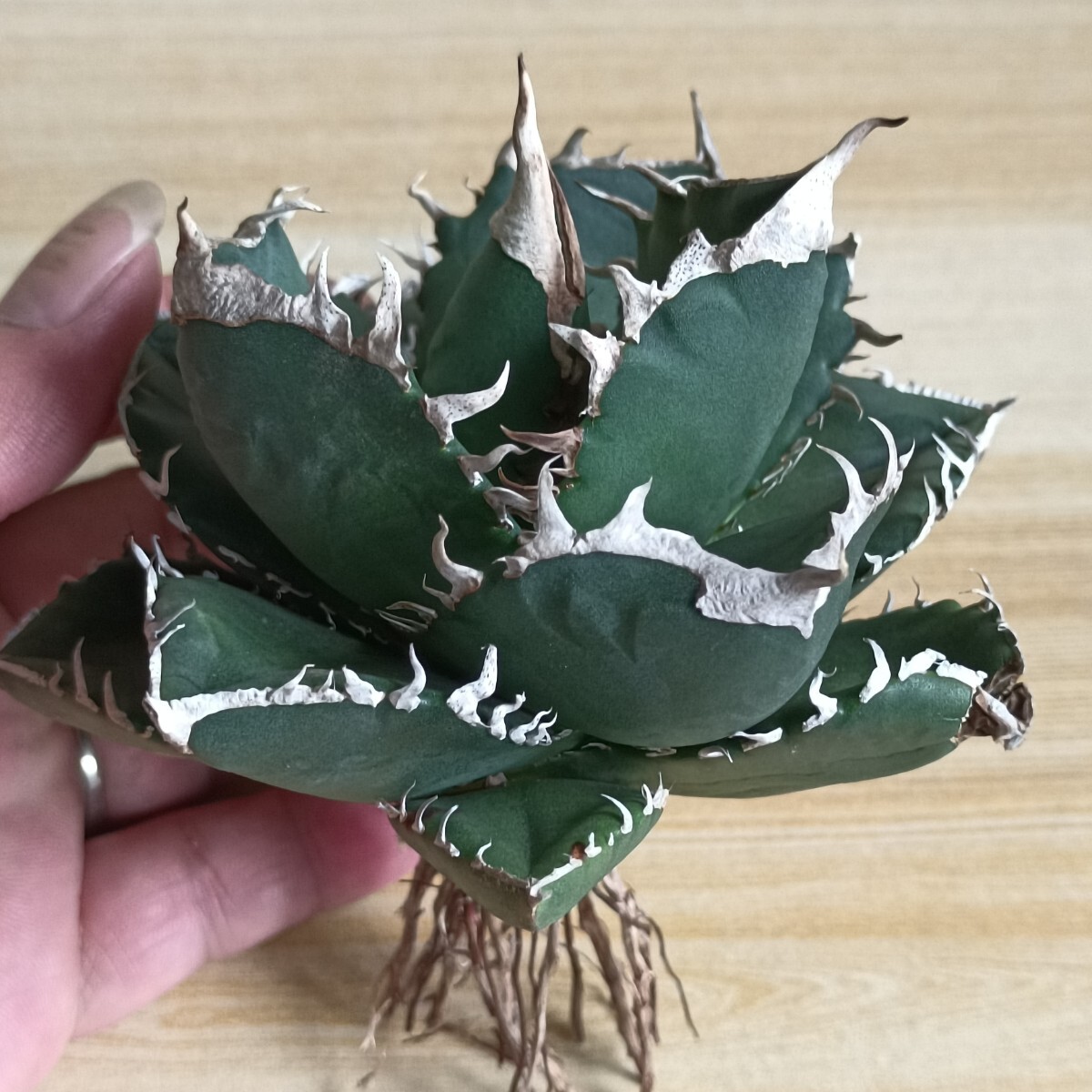 Yahoo!オークション - F304 特選 アガベ チタノタ SAD 南アフリカダイ...