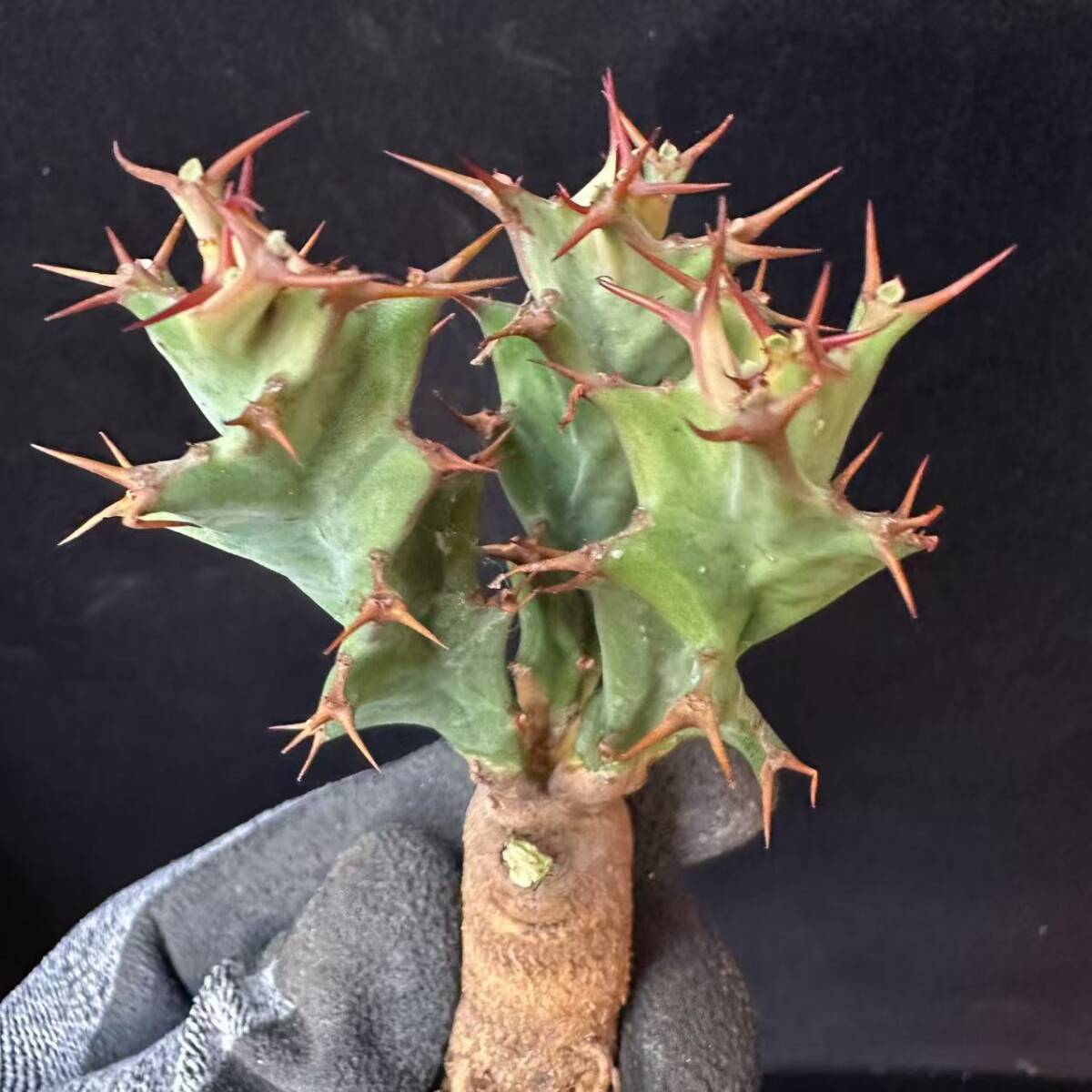 Yahoo!オークション - L-45塊根植物 サボテン 多肉植物「実生」 Euphor...