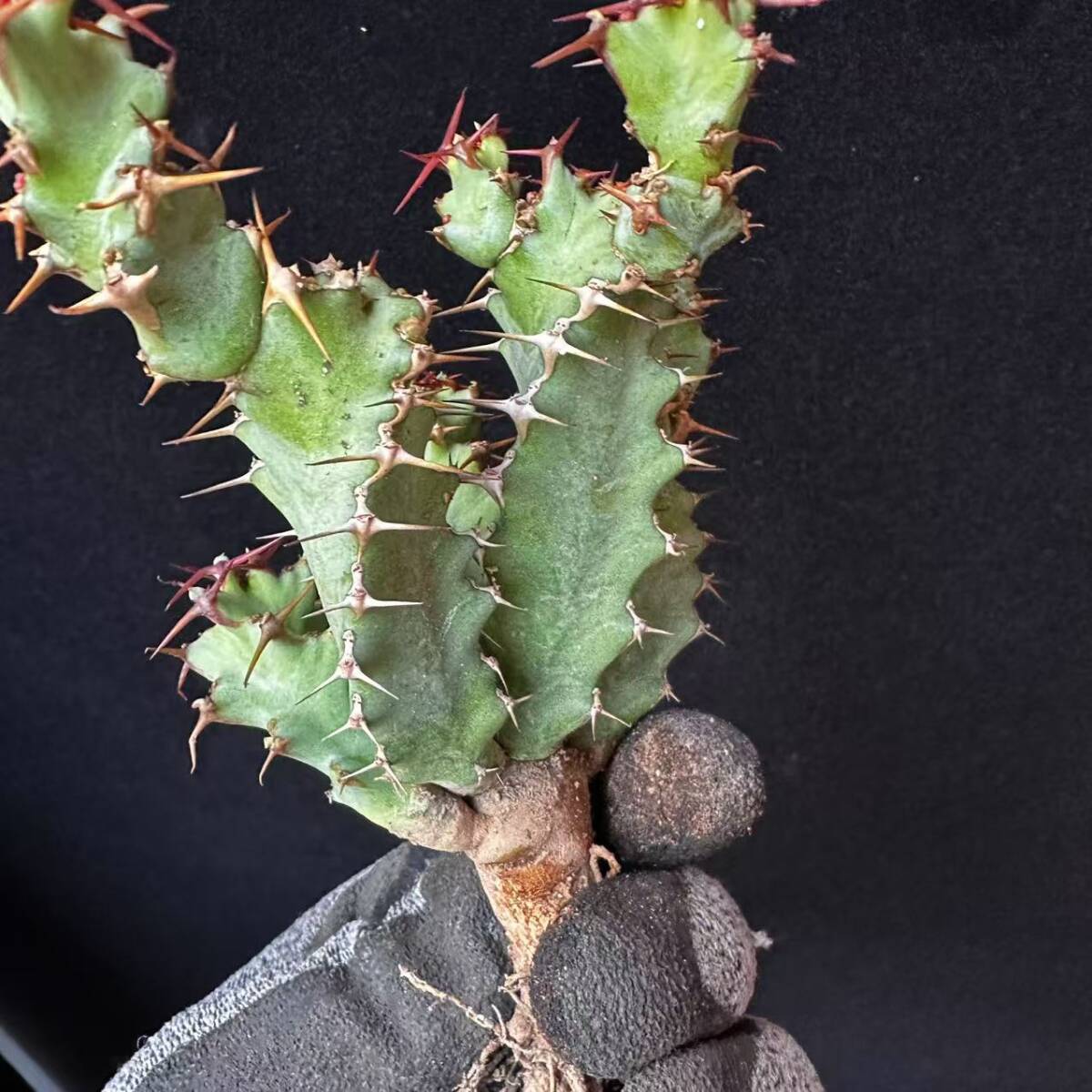 Yahoo!オークション - D-55塊根植物 サボテン 多肉植物「実生」 Euphor...